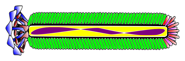 Antibióticos – FAGOS. PARTE III Blog de un Oncólogo Pediatra Dos ...